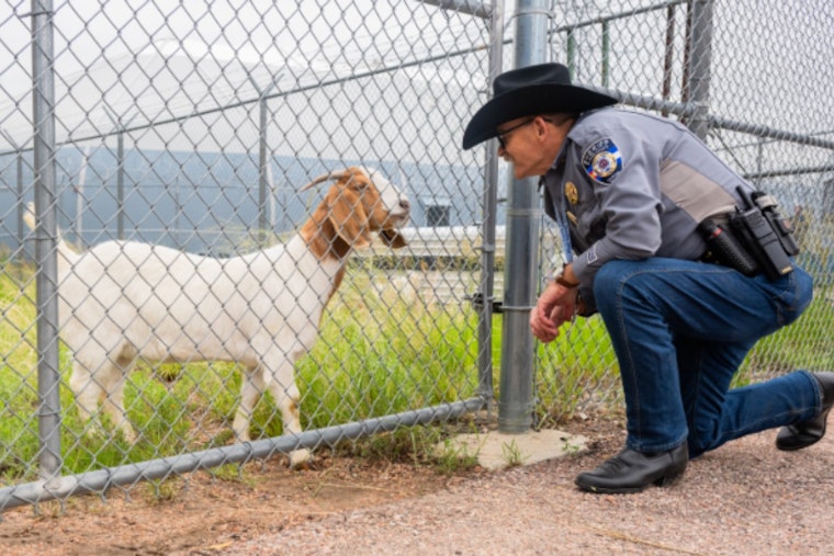 El Paso County Jail Enlists Goat Herd to Combat Invasive Weeds and