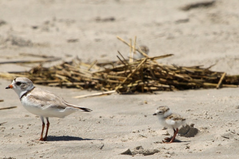 Excitement and Caution as Endangered Piping Plovers Hatch Three Chicks