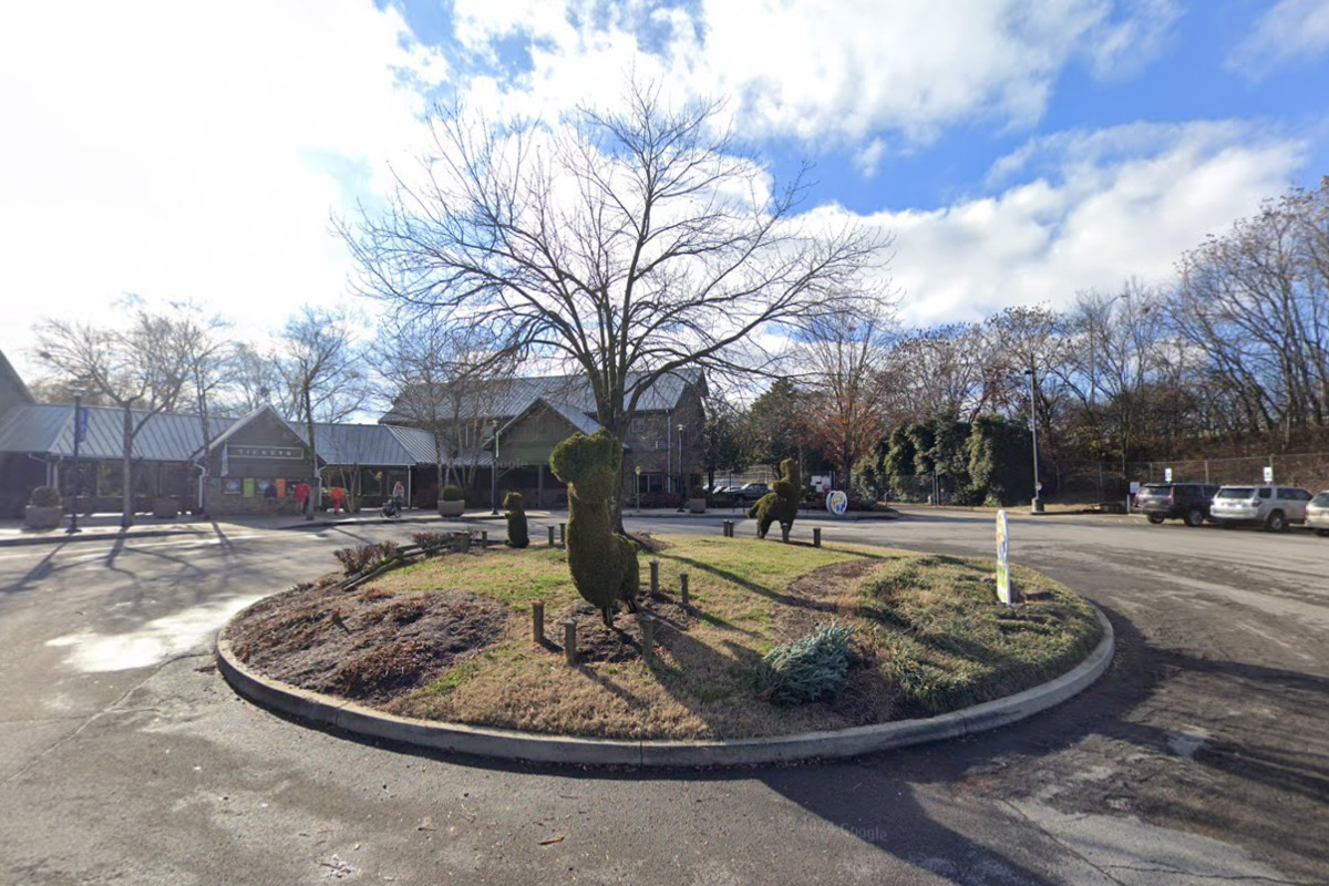 Help Name Zoo Knoxville's Endangered Red Wolf Pups and Bat-Eared Fox