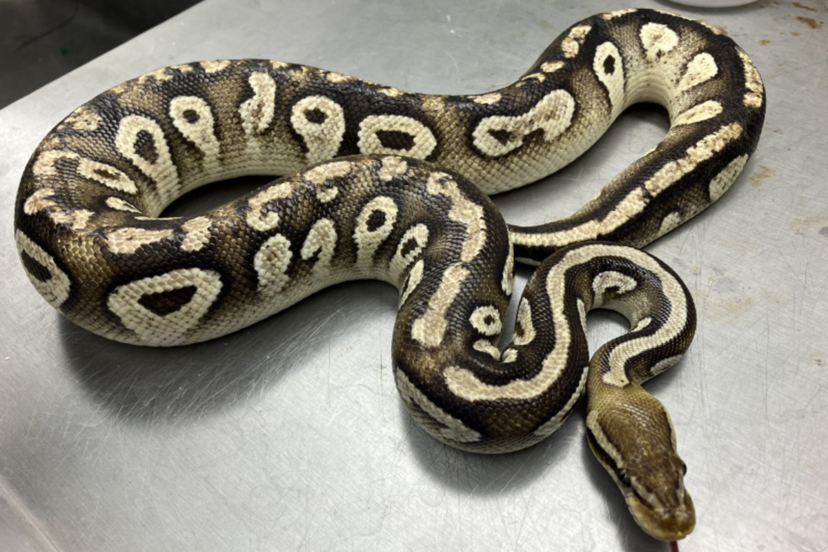 Kaimukī Community on Alert as Ball Python Captured in Local Resident's