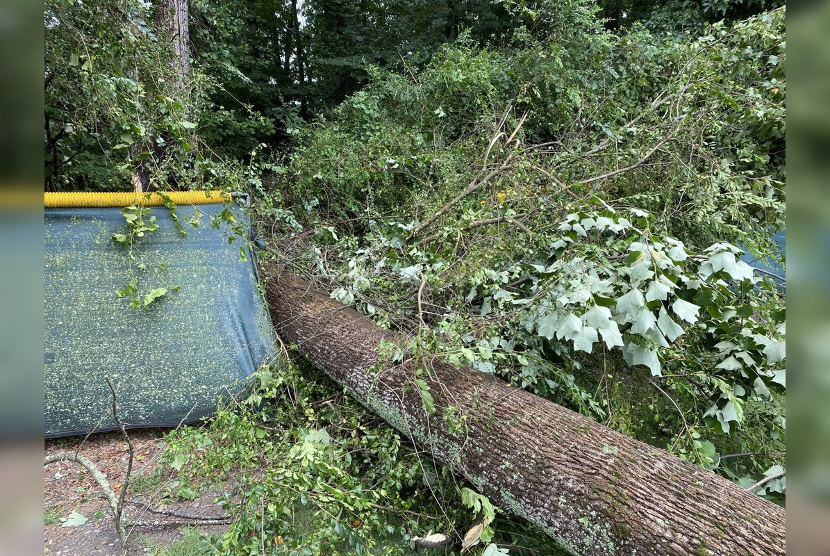 Milton to Remove 43 Infested Trees from Bell Memorial Park and City