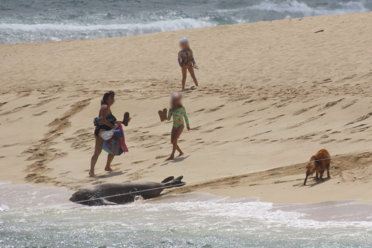 O‘ahu Beachgoers Face Fines for Unleashed Dogs Near Endangered Monk