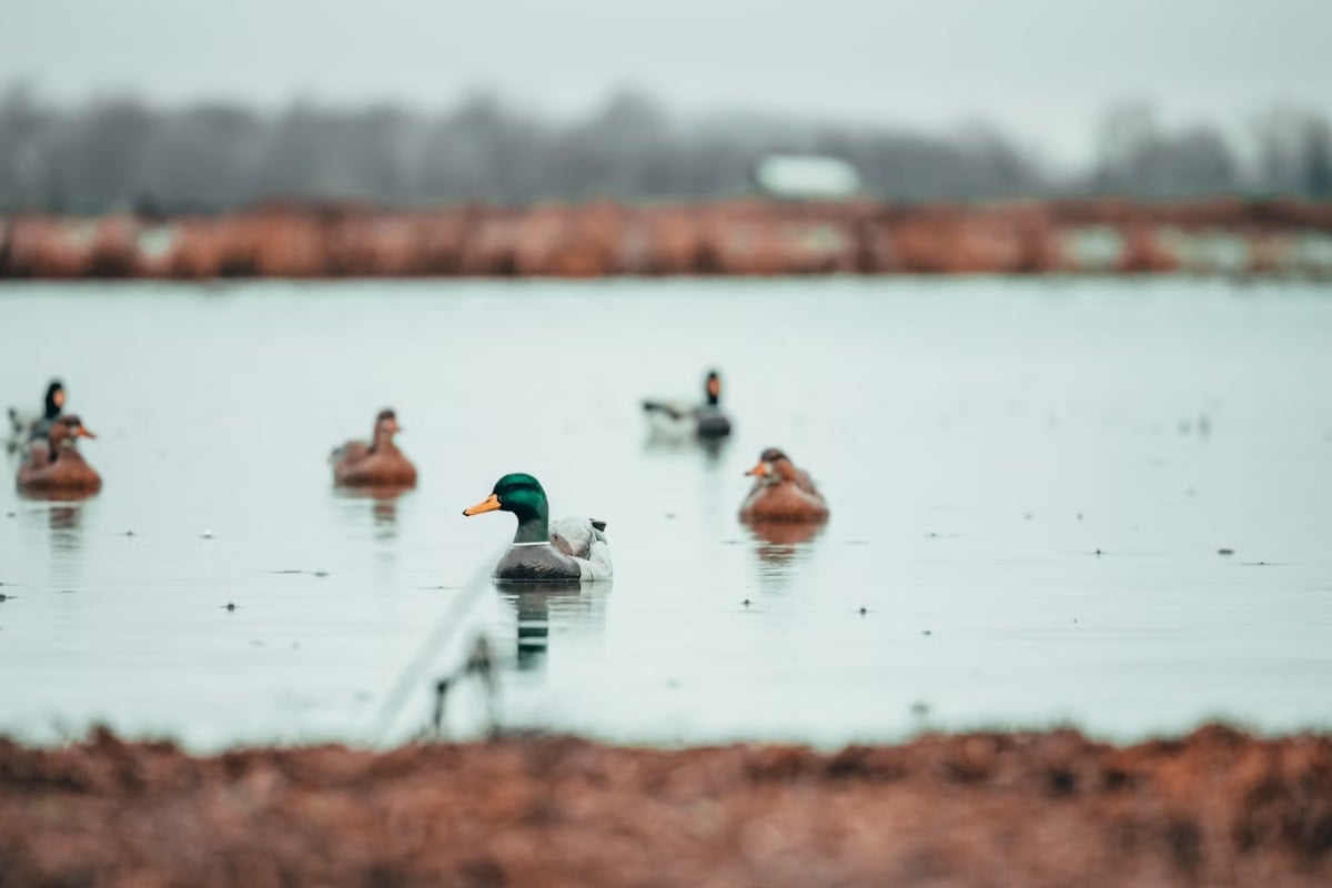 ODNR Solicits Public Feedback on Proposed Changes to Ohio Waterfowl