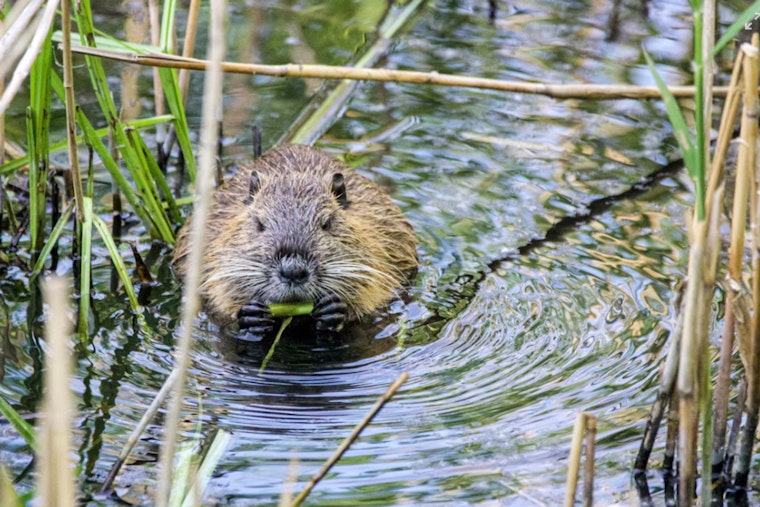 Oregon Senate Passes Bill to Utilize Beavers for Waterway Restoration