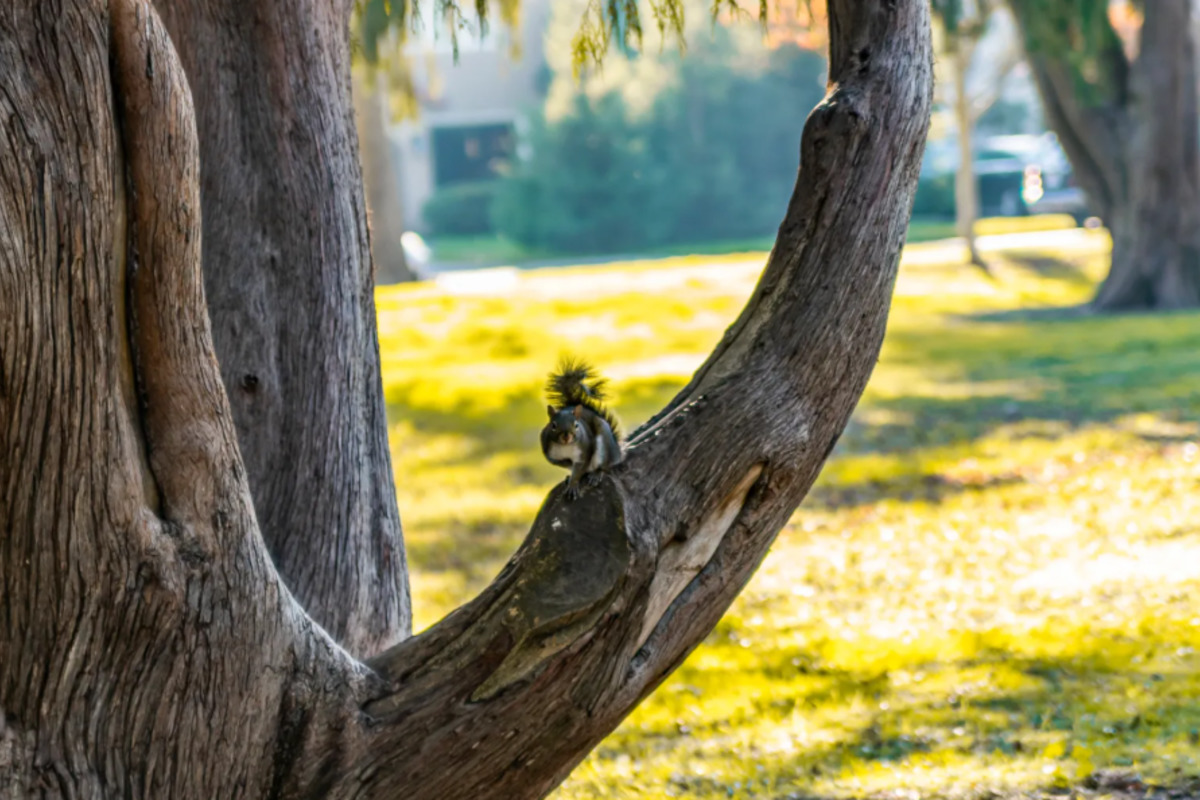Sacramento City Council Unanimously Passes Urban Forest Plan to Expand
