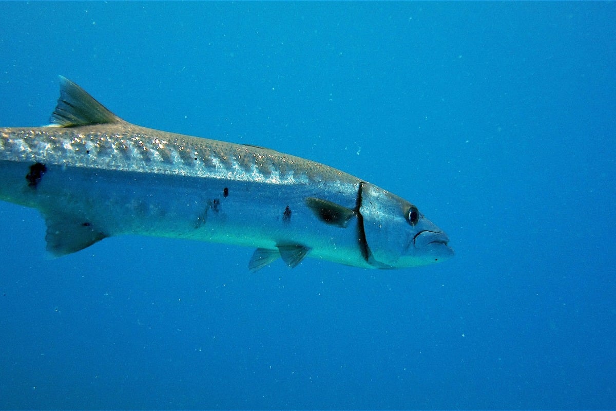 Swimmer Injured in Suspected Barracuda Encounter Off Fort Lauderdale