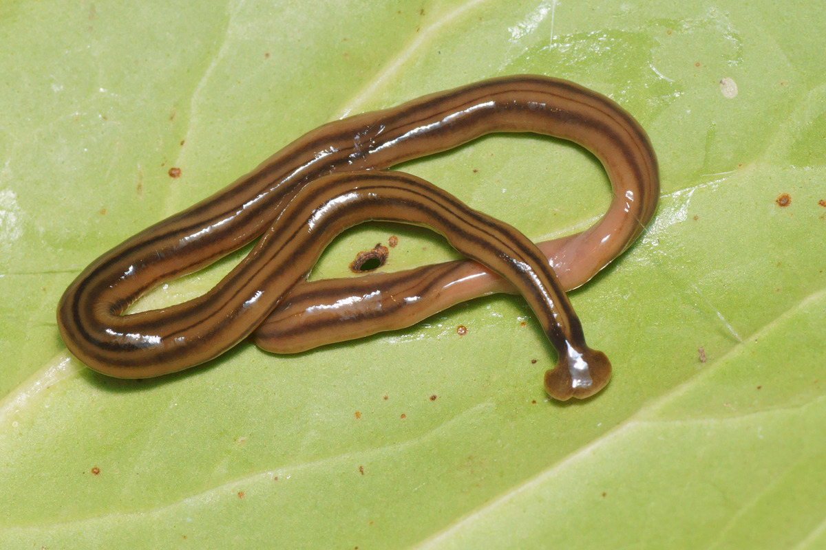 Texas Grapples with Invasive Hammerhead Flatworms, a Threat to