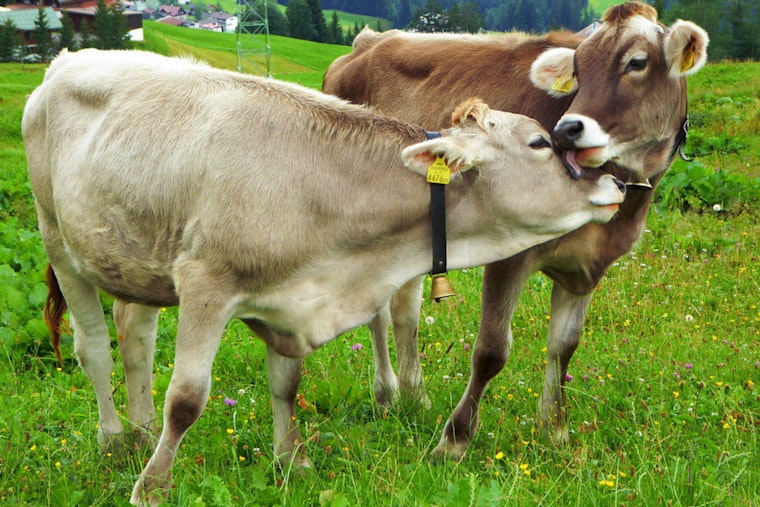 Texas Joins States Banning Lab-Grown Meat, Citing Health and Safety