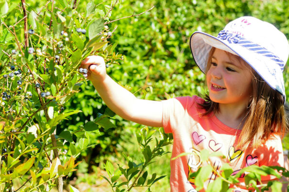 U-Pick Blueberry Season Kicks Off at Mercer Slough Farm Stand in