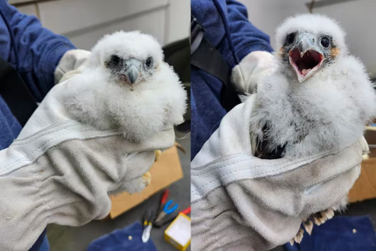 University of Michigan Welcomes Peregrine Chicks 'Victoria' and