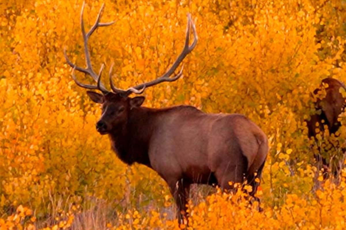 Utah's Leftover Big Game Permits Go On Sale July 8: Opportunities for