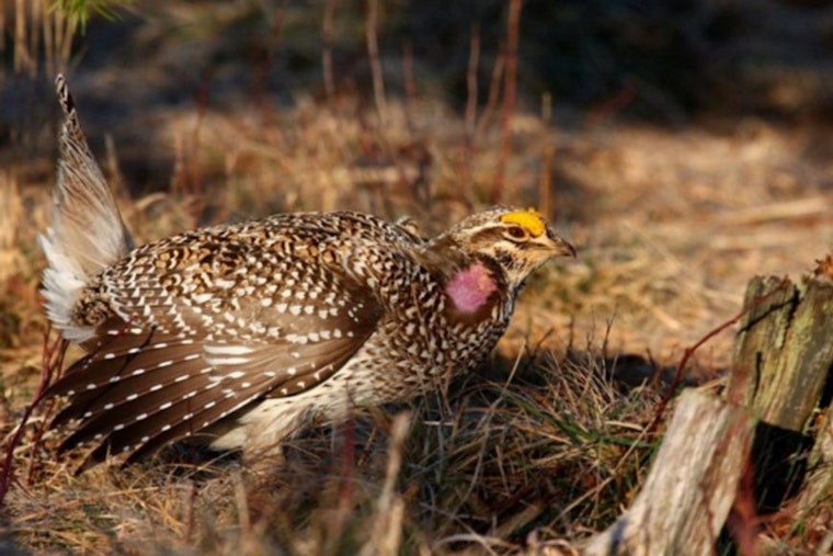Wisconsin Announces Return of Sharp-Tailed Grouse Hunting Season After