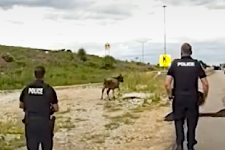 Akron's Booming Compassion: Cow Named 'Moodini' Thrives Year After