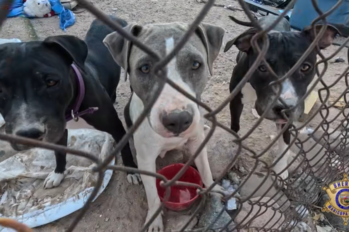 Animals Rescued Amid 'Deplorable' Conditions in Litchfield Park as