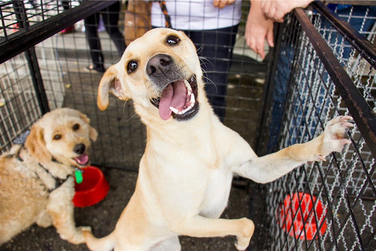 Arlington Animal Services Offers $5 Adoptions to Support "Clear The