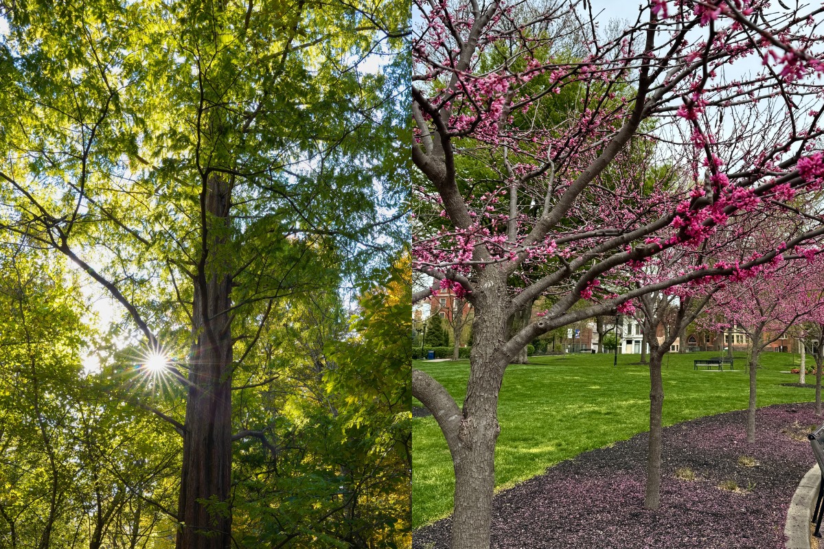 Cincinnati Turns to Trees as Allies in Urban Cooling Efforts Amidst