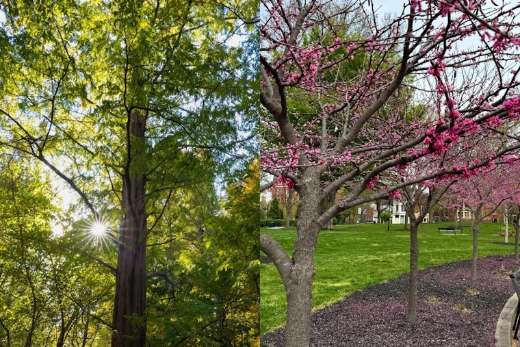 Cincinnati Turns to Trees as Allies in Urban Cooling Efforts Amidst