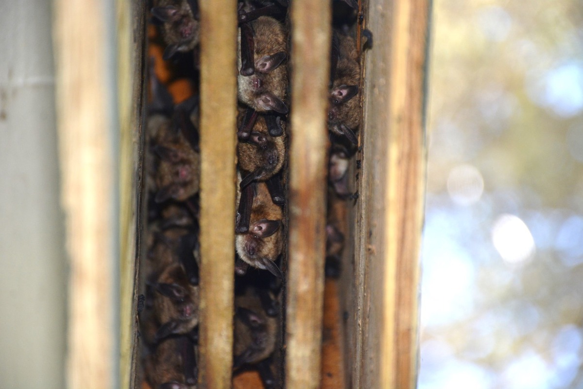 Community Scientists Team Up for Great Wisconsin Bat Count, Record