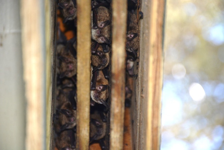 Community Scientists Team Up for Great Wisconsin Bat Count, Record