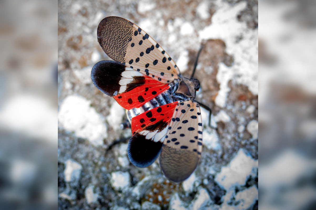 Georgia on Alert as Invasive Spotted Lanternfly Threatens Local
