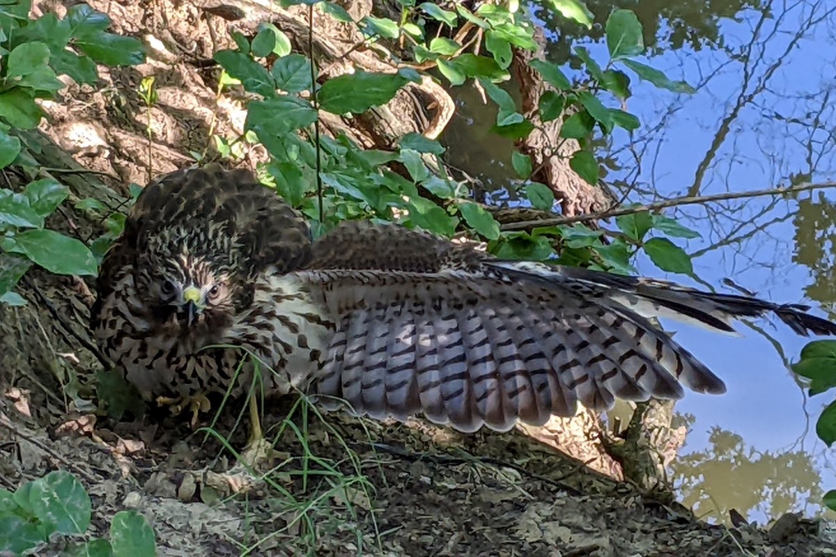 Keller Officer Hailed for Heroic Rescue of Hawk at Bear Creek Park
