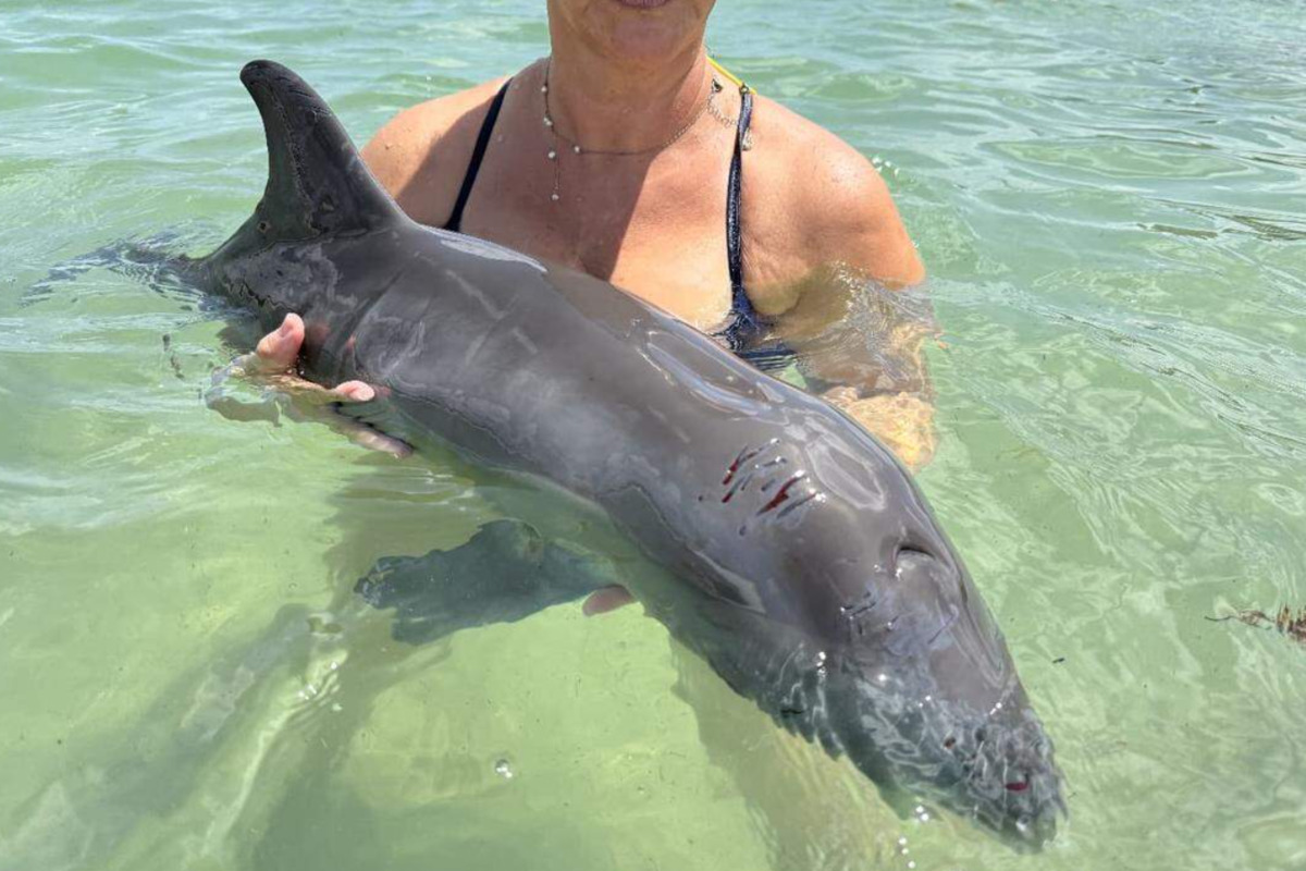 Lifeguards and Fire Rescue Crews Heroically Save Injured Dolphin