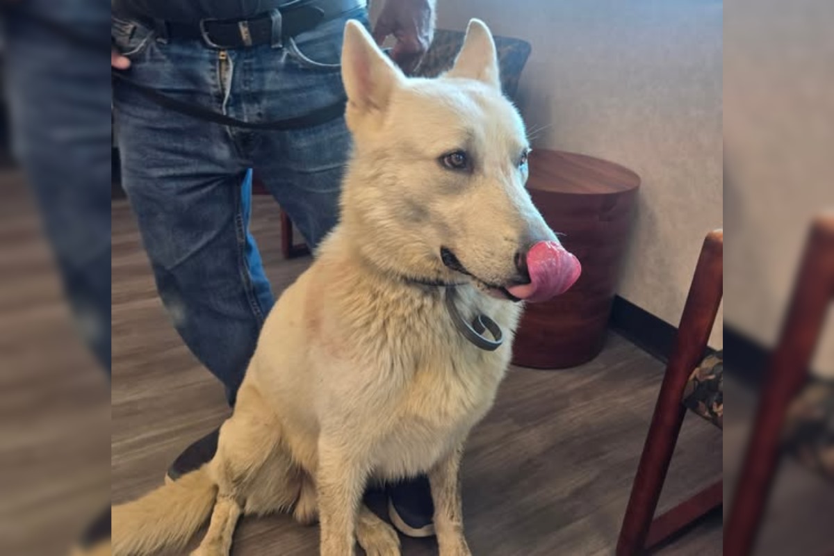 Lost White Shepherd Reunited with Owner in Jackson Township, Stark