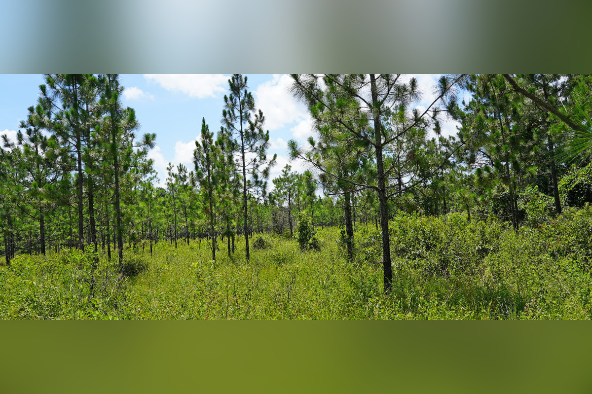 Louisiana Teams Up with Conservation Groups to Revive Longleaf Pine