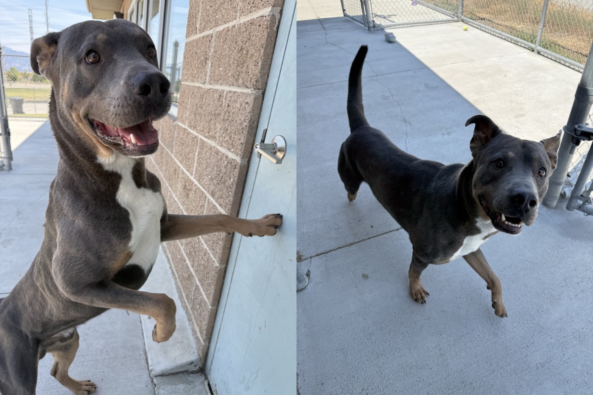 Meet Simba, West Jordan's Adorable Pet of the Week Awaiting His