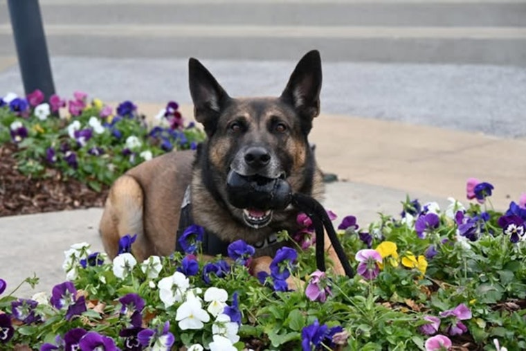 Memphis Police Department Honors K-9 Dono with a Heartfelt Retirement