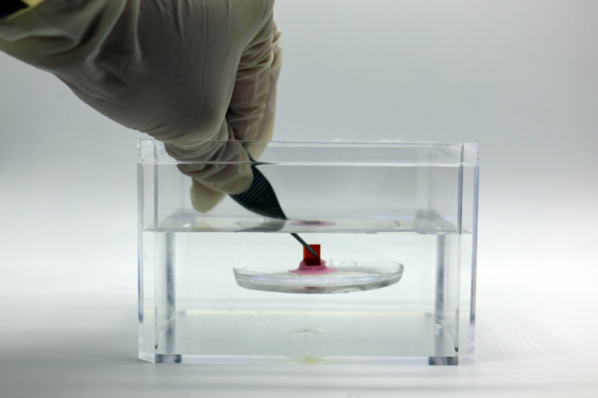 MIT Pioneers Bio-Inspired Adhesive for Medical Applications Modeled