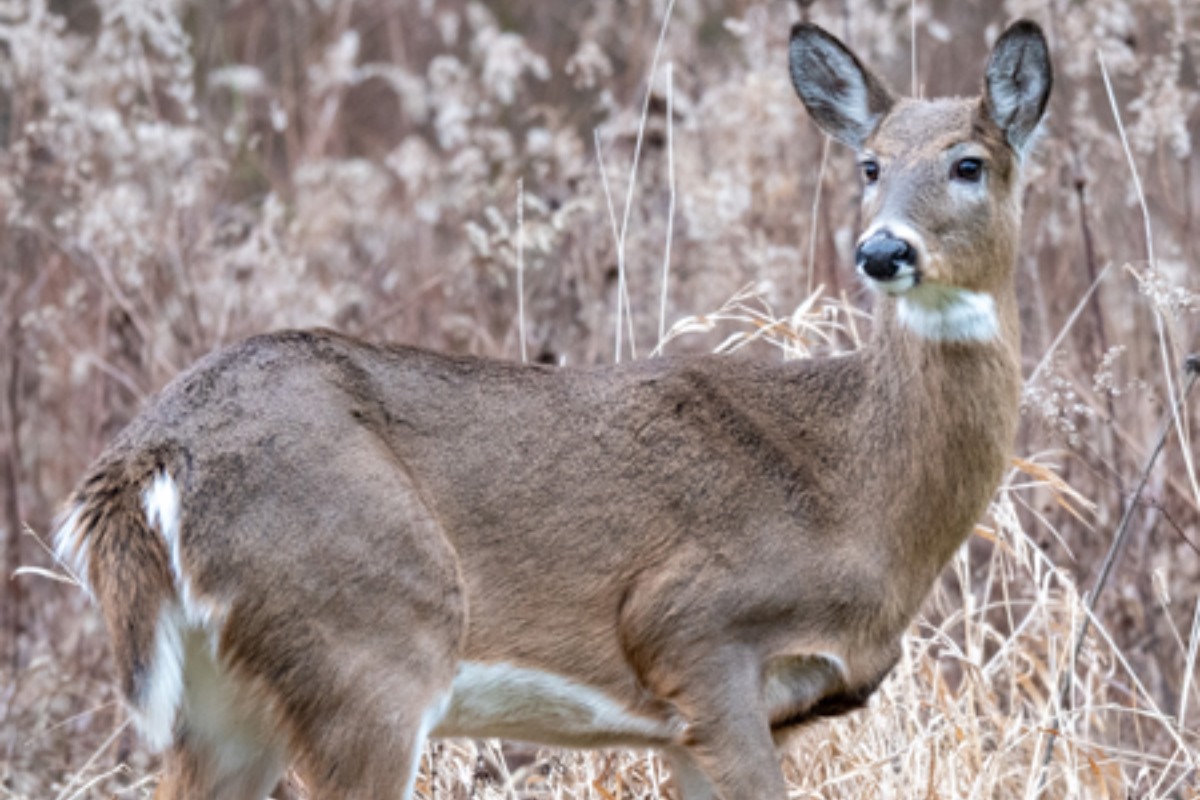 Ohio Opens Applications for Exclusive Controlled Hunts – Act Fast