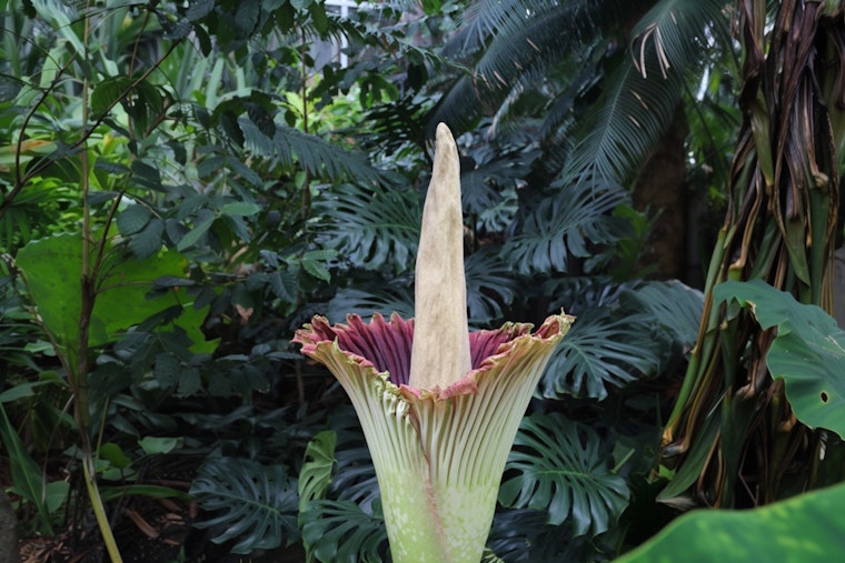 Corpse Flower Set to Assault Nostrils Again at the Conservatory of