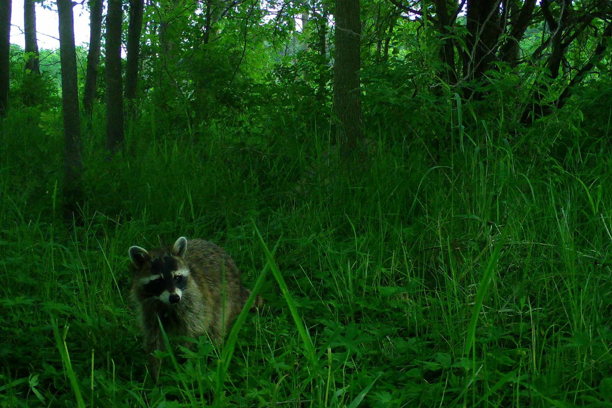 Snapshot Wisconsin Project Connects Public with Local Wildlife Through