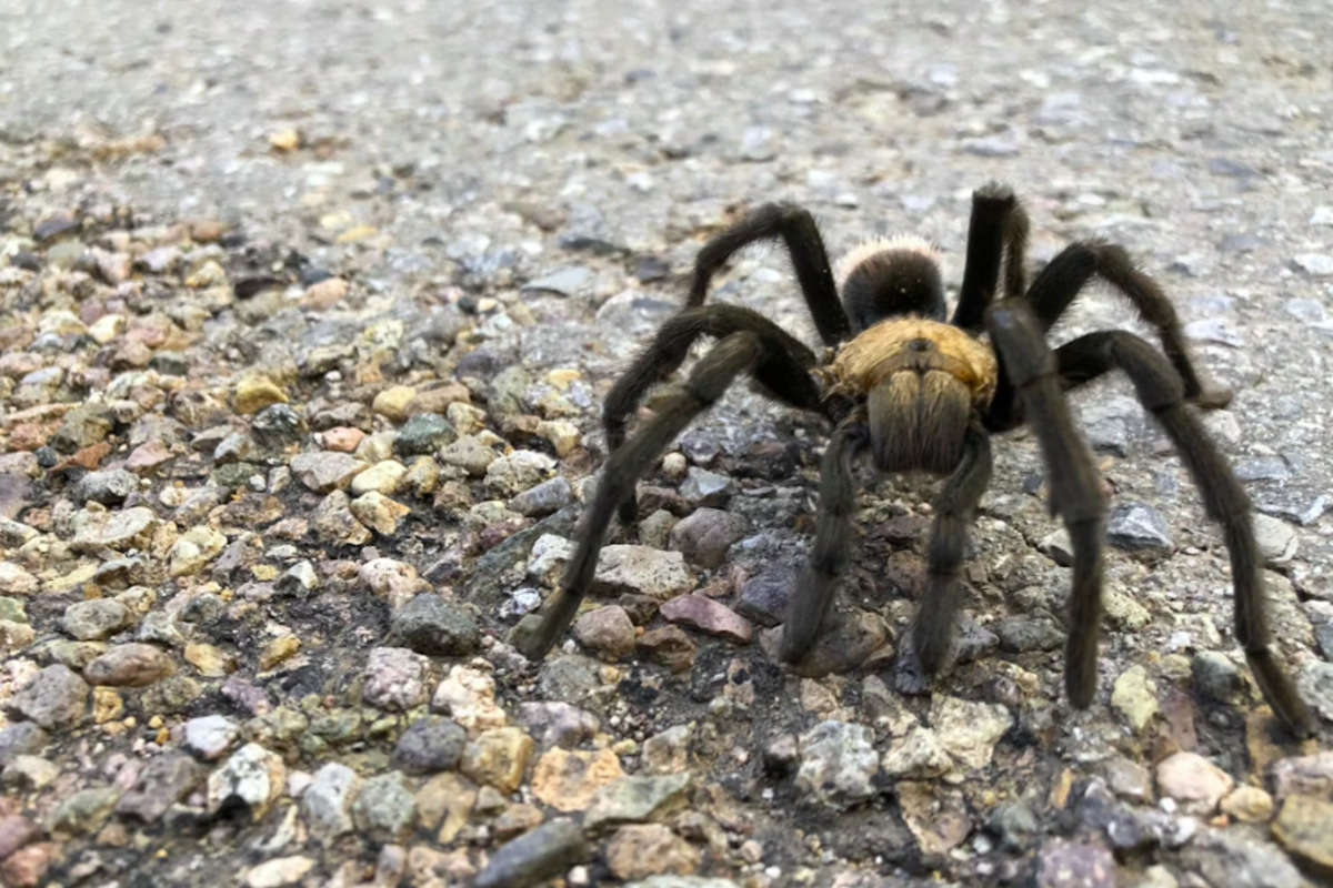 Thousands of Tarantulas Set to Emerge in Texas and Beyond in Seasonal