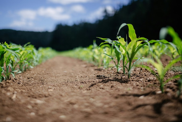 University of Minnesota Researchers Refine Soil Test to Optimize Corn