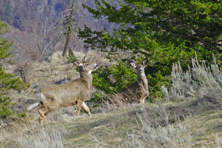 WDFW Seeks Public Feedback on Upcoming Game Management Plan and SEPA