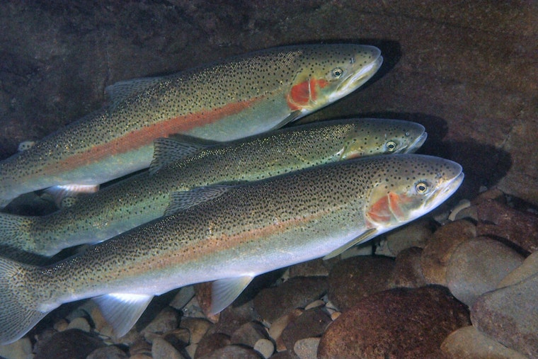 WDFW Seeks Public Input on Proposed Coastal Steelhead Regulations in