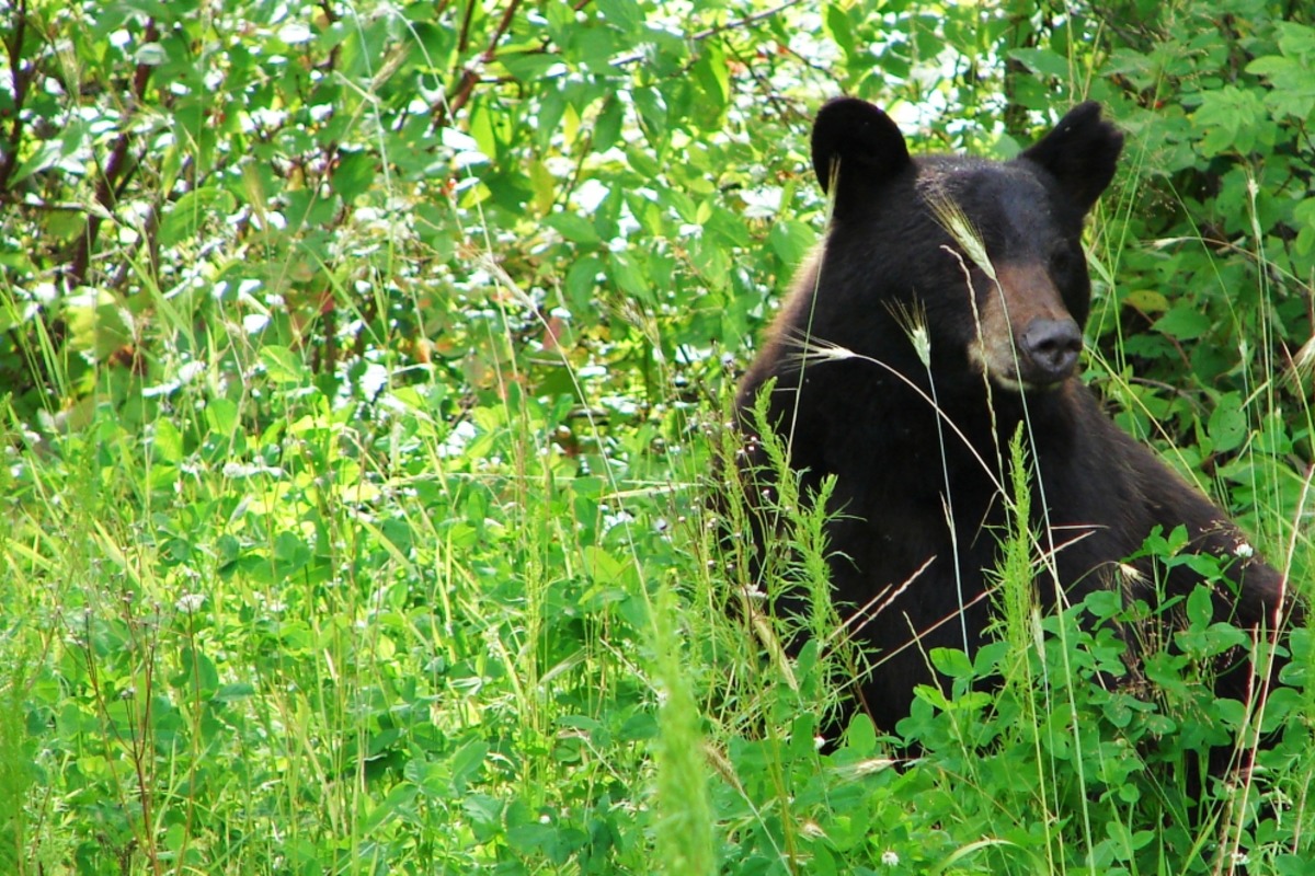 Wisconsin DNR Ceases Active Pursuit of Bear After Attack in Barron