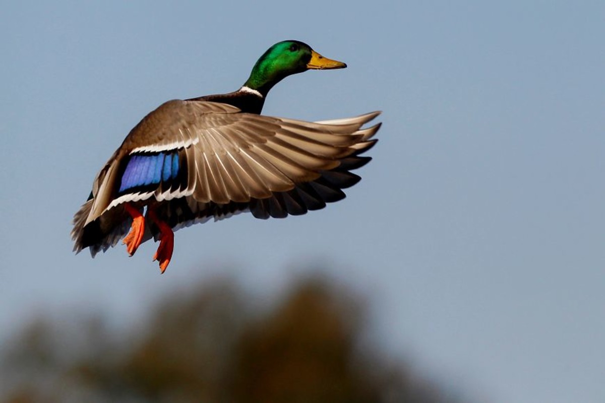 Wisconsin's Breeding Duck Population Rises 7% as DNR Reports Mixed