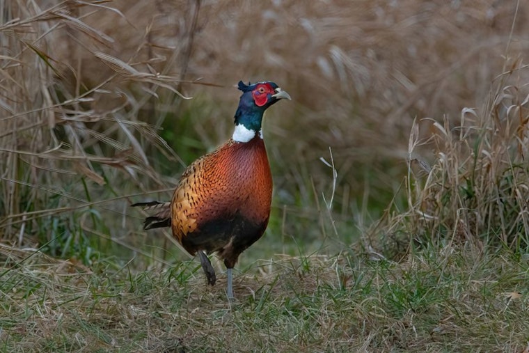 Wisconsin's Pheasant Population Soars as Ruffed Grouse Numbers Remain
