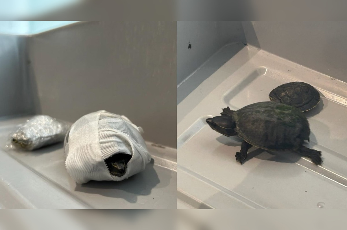 Woman Caught Smuggling Turtles in Bra at Miami International Airport,