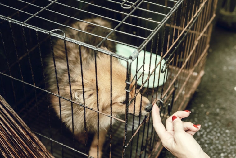 Charlotte's Happy Puppy Universe Closed Amid Animal Welfare