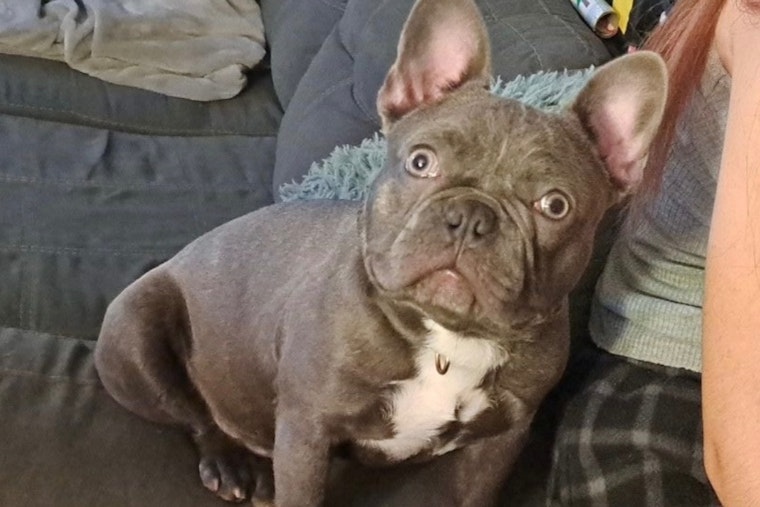 Cincinnati Man Reunites with Missing French Bulldog Amid Search for