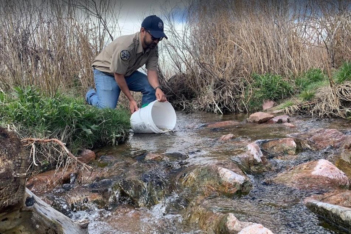 Colorado Springs Joins in Restoring Native Arkansas Darter Fish