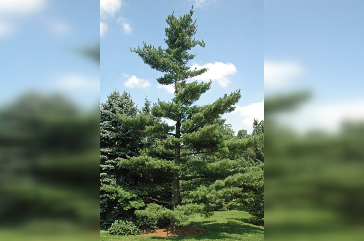 Duluth Embraces Ecological Heritage with White Pine Planting Project