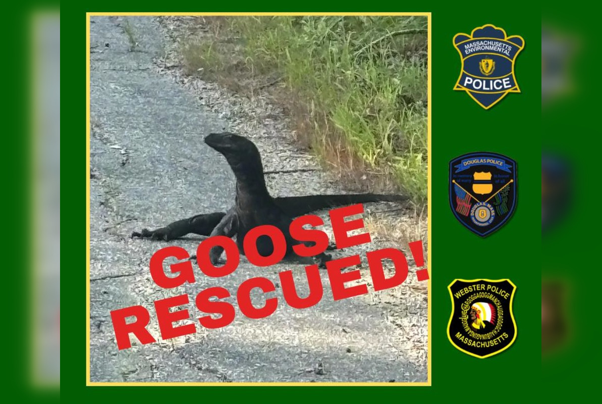Escaped Water Monitor Lizard "Goose" Captured After Two-Week Pursuit