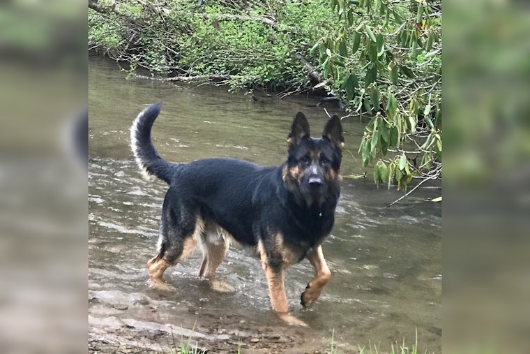 Gainesville Community Mourns the Loss of Beloved Retired K9 Officer