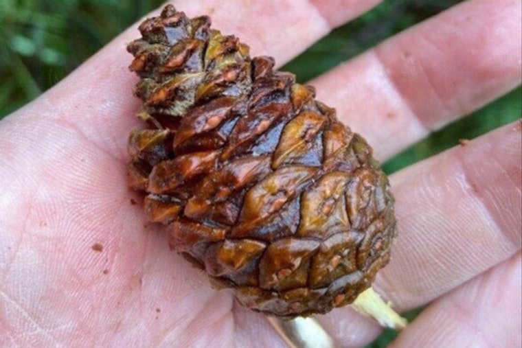 Get Paid for Pine Cones, Wisconsin DNR's Reforestation Effort Pays