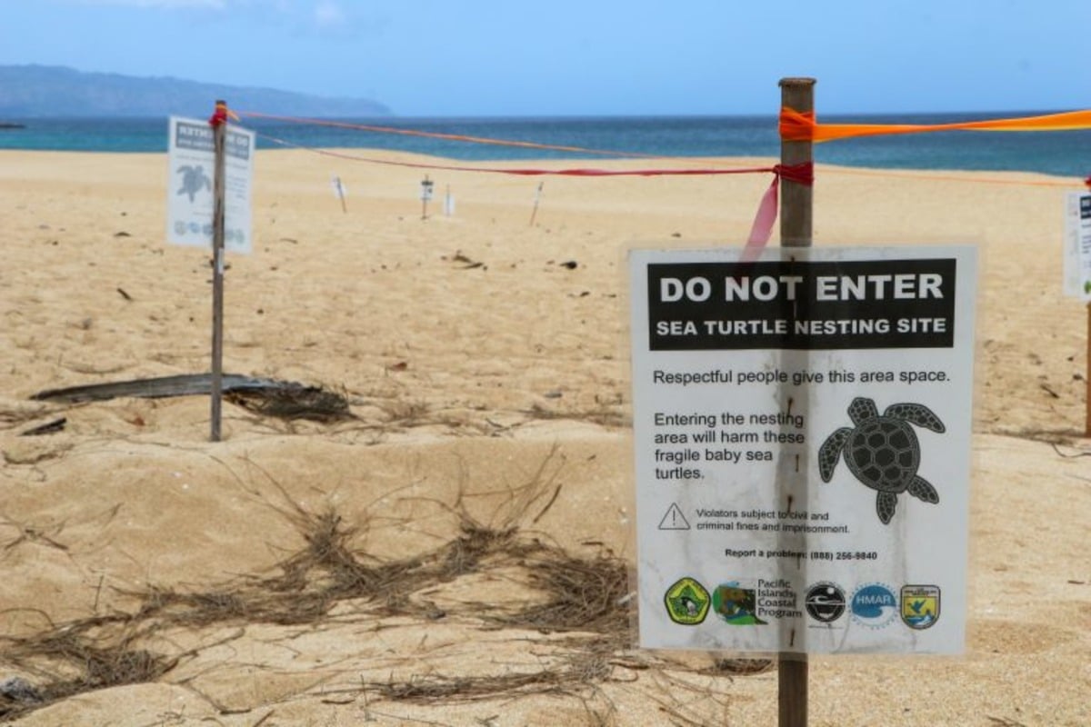 Honu Hope: Hawaiian Green Sea Turtles Experience Uptick in Nesting
